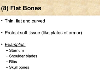 Anatomy Unit 4 Notes: Bone Types, Function, The Skeleton | PPT