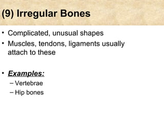 Anatomy Unit 4 Notes: Bone Types, Function, The Skeleton | PPT
