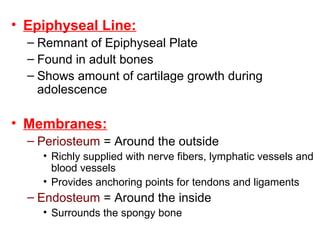 Anatomy Unit 4 Notes: Bone Types, Function, The Skeleton | PPT