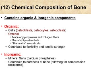 Anatomy Unit 4 Notes: Bone Types, Function, The Skeleton | PPT