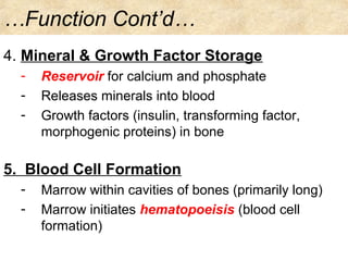 Anatomy Unit 4 Notes: Bone Types, Function, The Skeleton | PPT