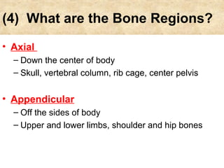Anatomy Unit 4 Notes: Bone Types, Function, The Skeleton | PPT