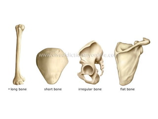 Anatomy Unit 4 Notes: Bone Types, Function, The Skeleton | PPT