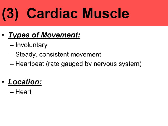 Anatomy Unit 4 Notes: Muscle Types & Parts | PPT