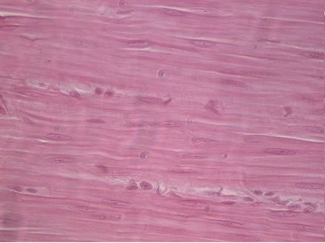 Anatomy Unit 4 Notes: Muscle Types & Parts