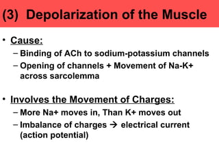 Anatomy Unit 4 Notes: The Sliding Filament Theory | PPT