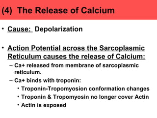 Anatomy Unit 4 Notes: The Sliding Filament Theory | PPT