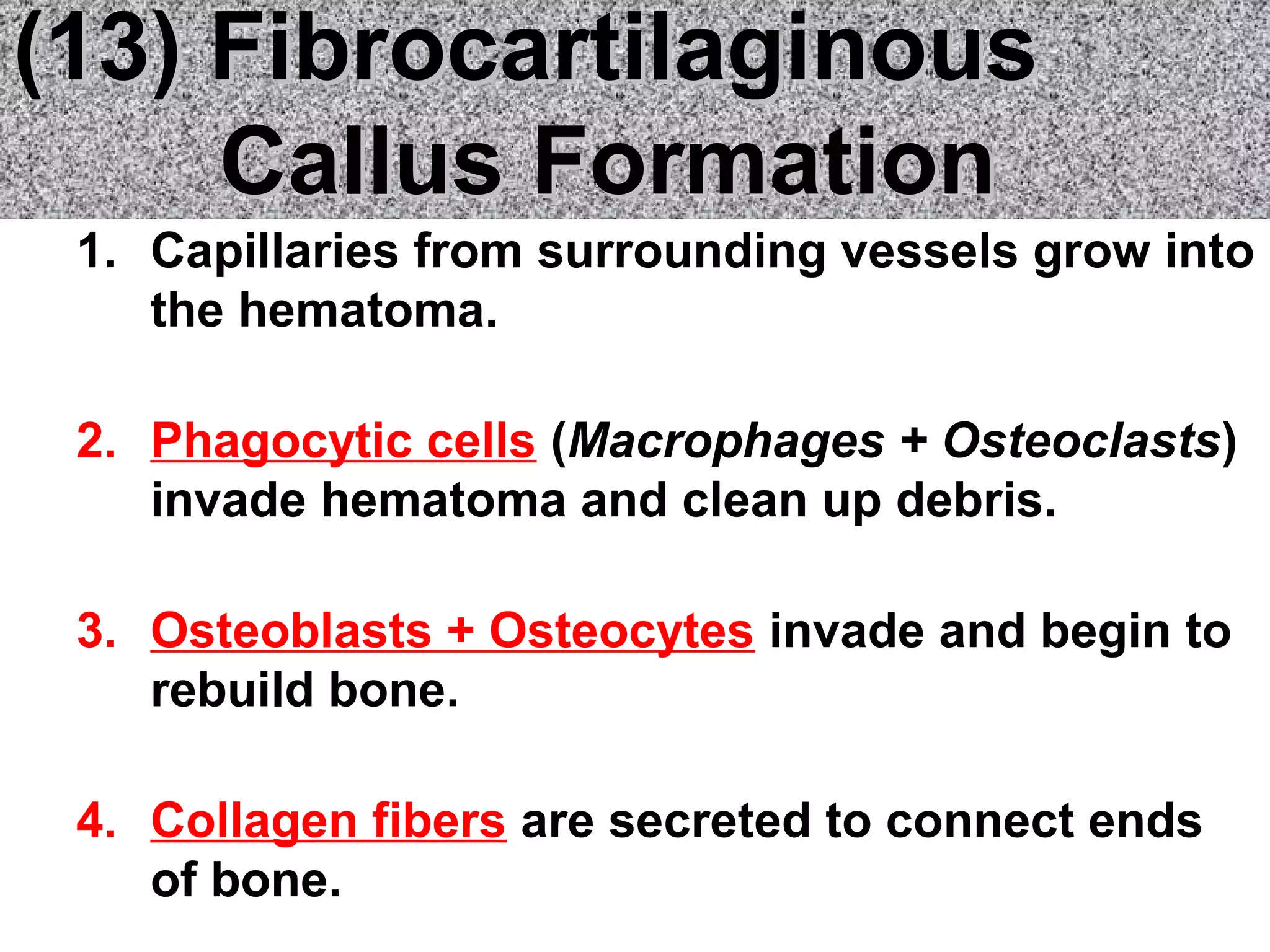 Anatomy unit 5 skeletal and muscular systems bone injury and repair ...