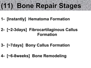 Anatomy unit 5 skeletal and muscular systems bone injury and repair ...