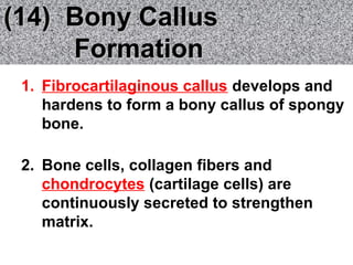 Anatomy unit 5 skeletal and muscular systems bone injury and repair ...