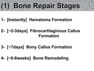 Anatomy unit 5 skeletal and muscular systems bone repair notes | PPT