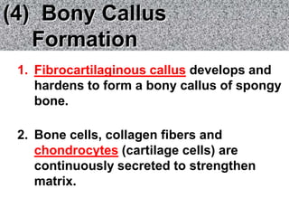 Anatomy unit 5 skeletal and muscular systems bone repair notes | PPT