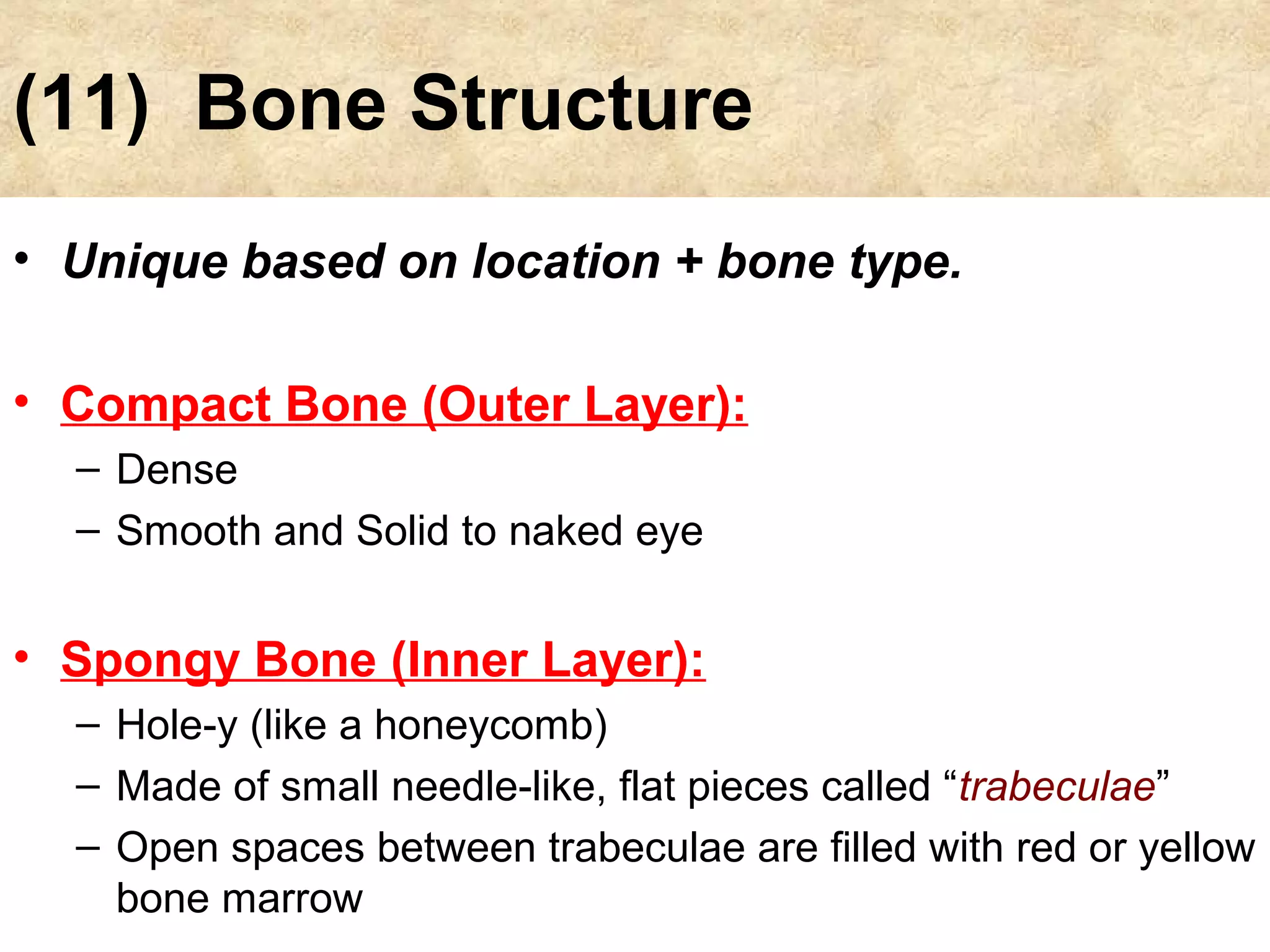 Anatomy unit 5 skeletal and muscular systems bone types and composition ...