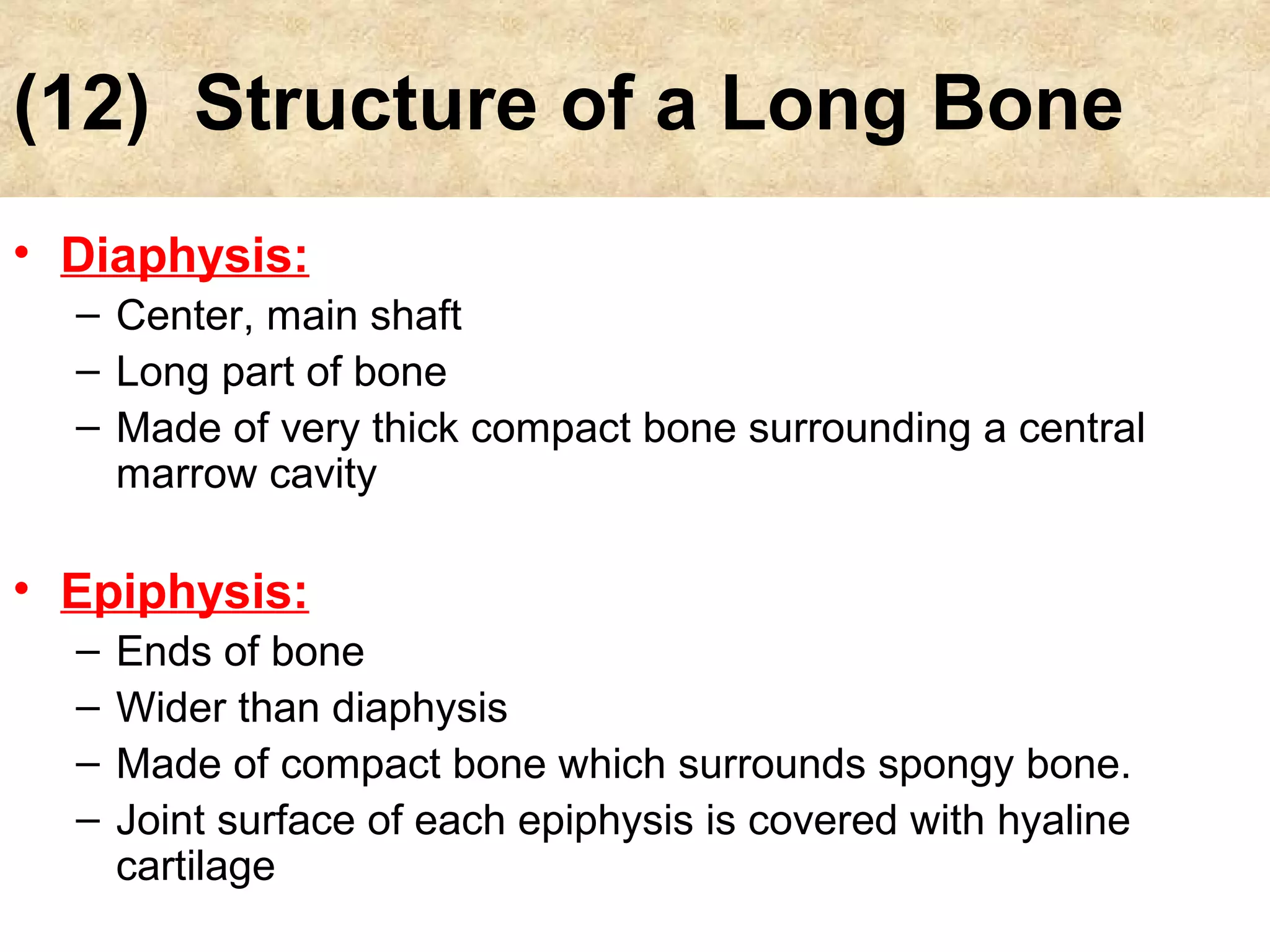 Anatomy unit 5 skeletal and muscular systems bone types and composition ...