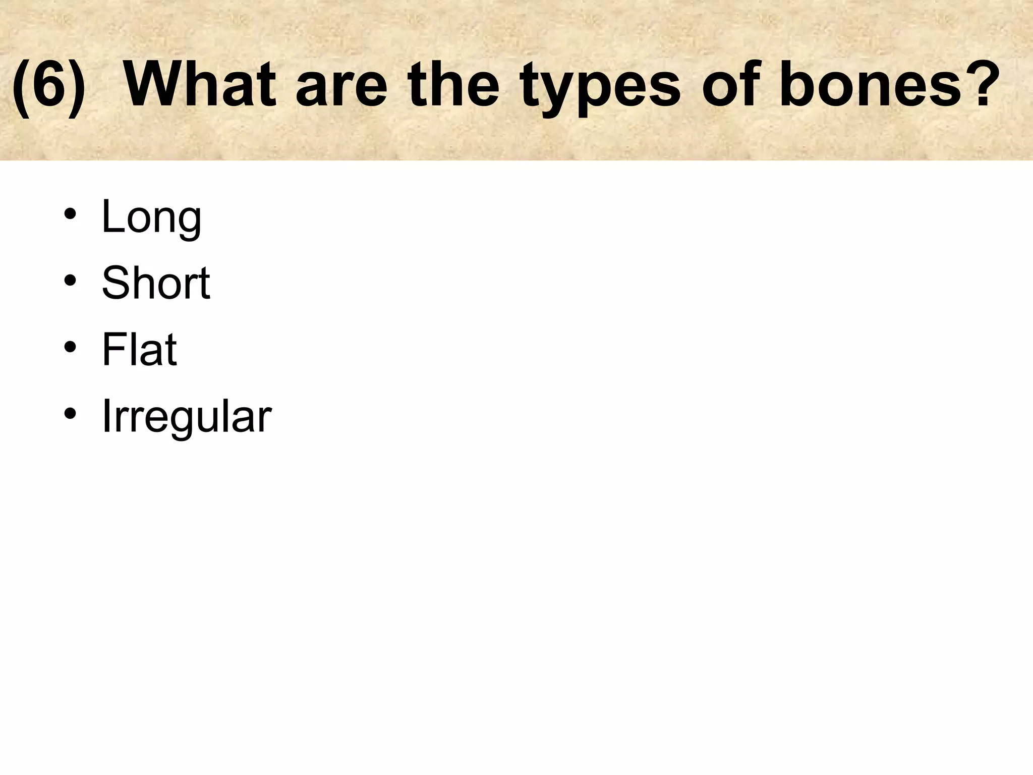 Anatomy unit 5 skeletal and muscular systems bone types and composition ...