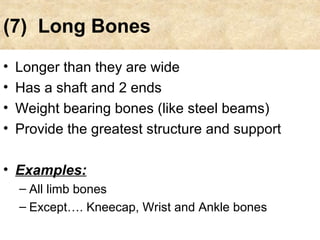 Anatomy unit 5 skeletal and muscular systems bone types and composition ...