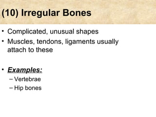 Anatomy unit 5 skeletal and muscular systems bone types and composition ...