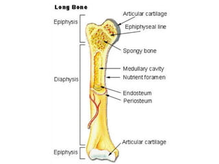 Anatomy unit 5 skeletal and muscular systems bone types and composition ...