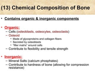 Anatomy unit 5 skeletal and muscular systems bone types and composition ...