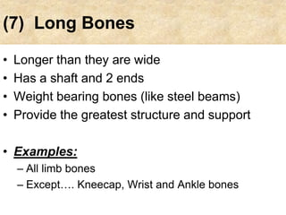 Anatomy unit 5 skeletal and muscular systems bone types and composition ...