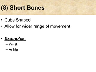 Anatomy unit 5 skeletal and muscular systems bone types and composition ...