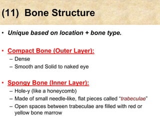 Anatomy unit 5 skeletal and muscular systems bone types and composition ...