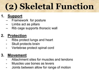 Anatomy unit 5 skeletal and muscular systems bone types and composition ...