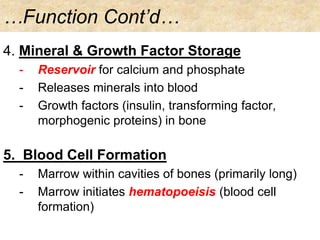Anatomy unit 5 skeletal and muscular systems bone types and composition ...