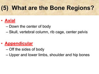 Anatomy unit 5 skeletal and muscular systems bone types and composition ...