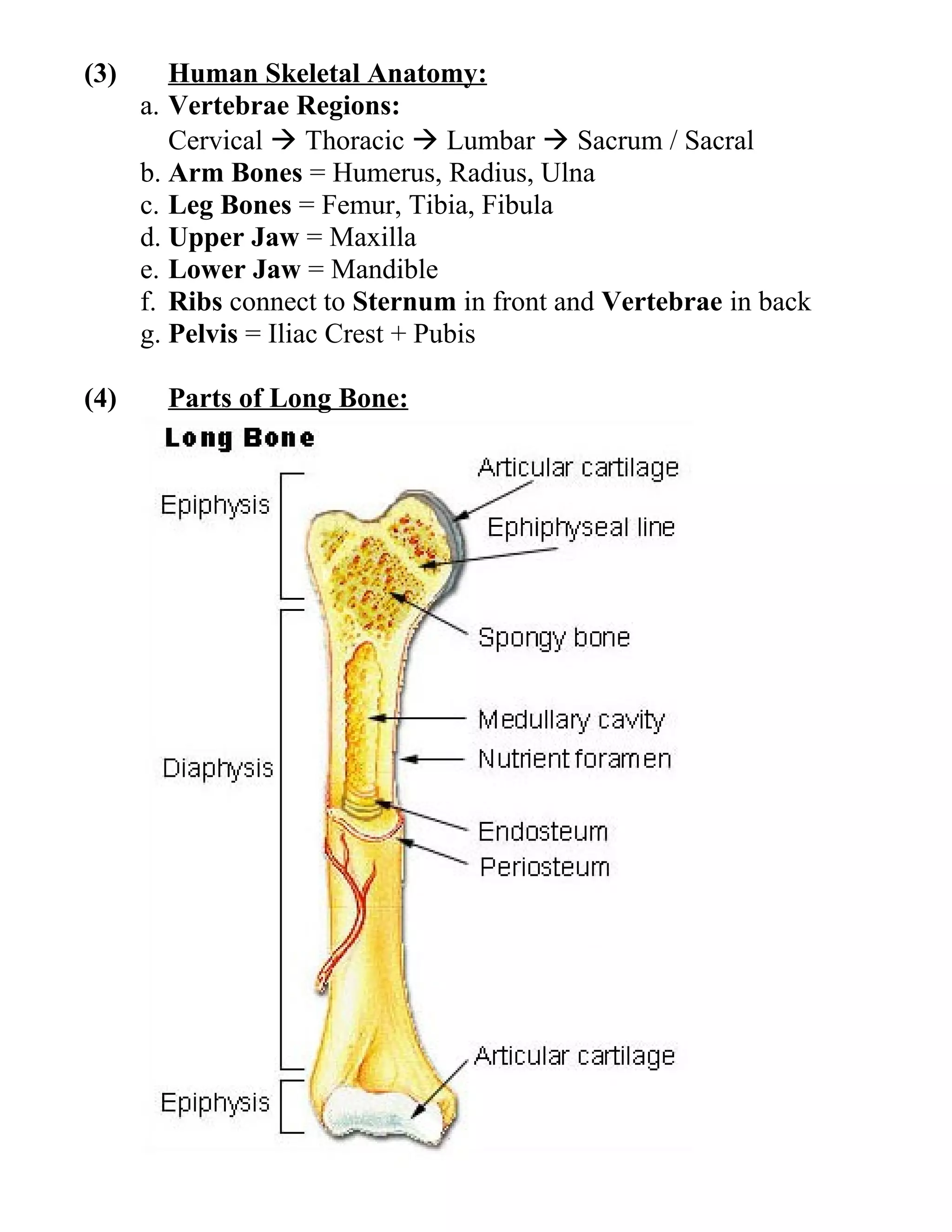 Anatomy unit 5 skeletal and muscular systems exam everything you need ...