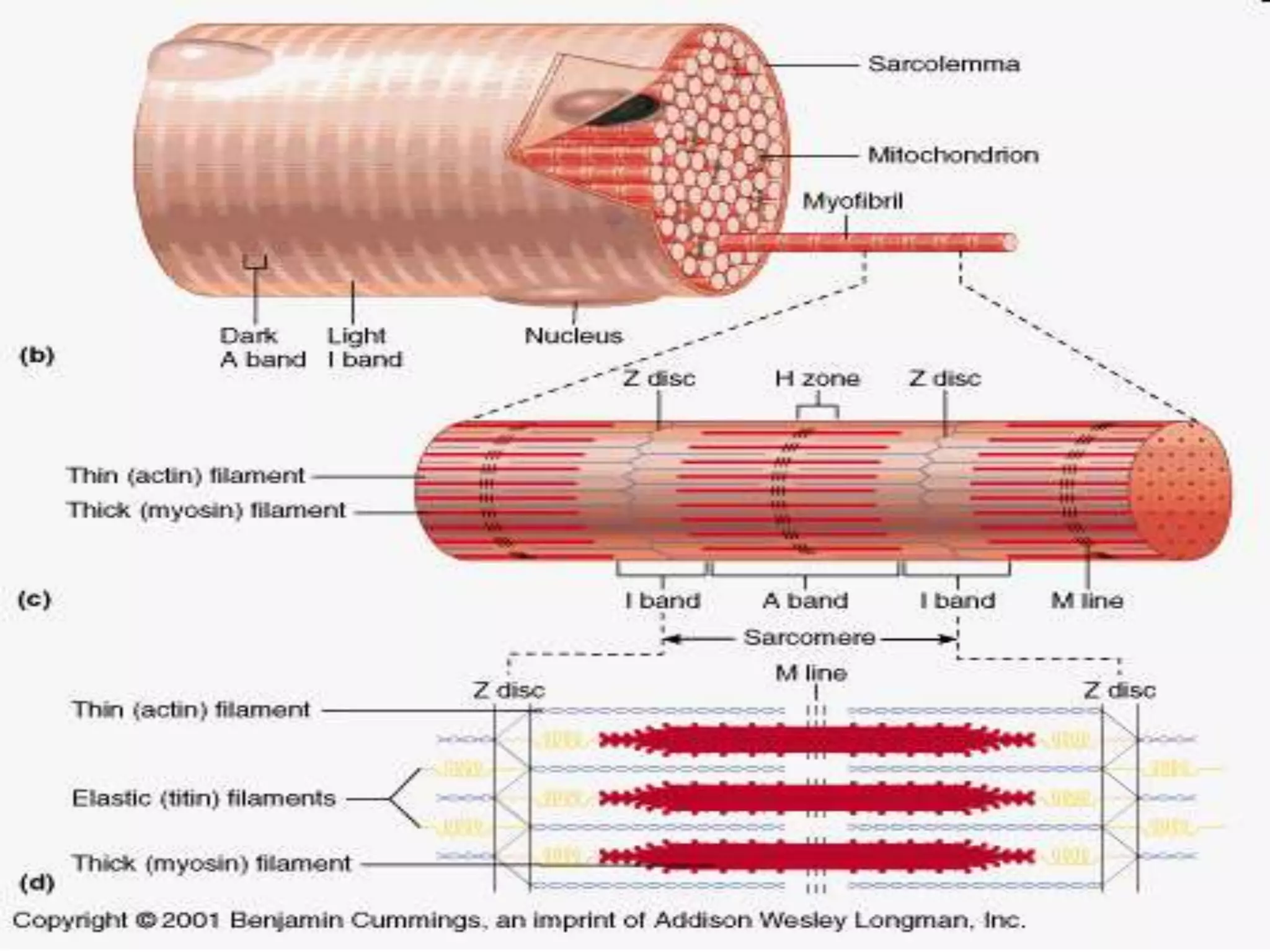 Anatomy unit 5 skeletal and muscular systems muscle types notes | PPT