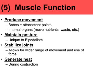 Anatomy unit 5 skeletal and muscular systems muscle types notes | PPT