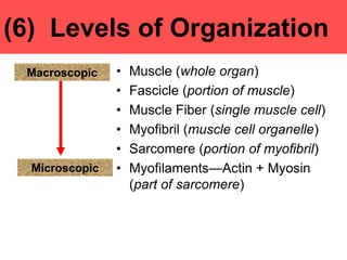 Anatomy unit 5 skeletal and muscular systems muscle types notes | PPT ...