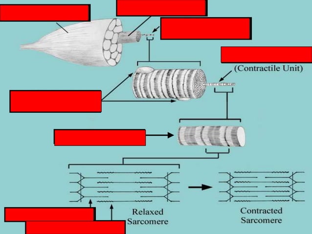 Anatomy unit 5 skeletal and muscular systems muscle types notes | PPT