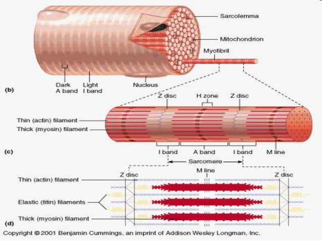 Anatomy unit 5 skeletal and muscular systems muscle types notes | PPT