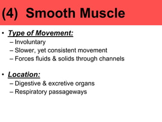 Anatomy unit 5 skeletal and muscular systems muscle types notes | PPT