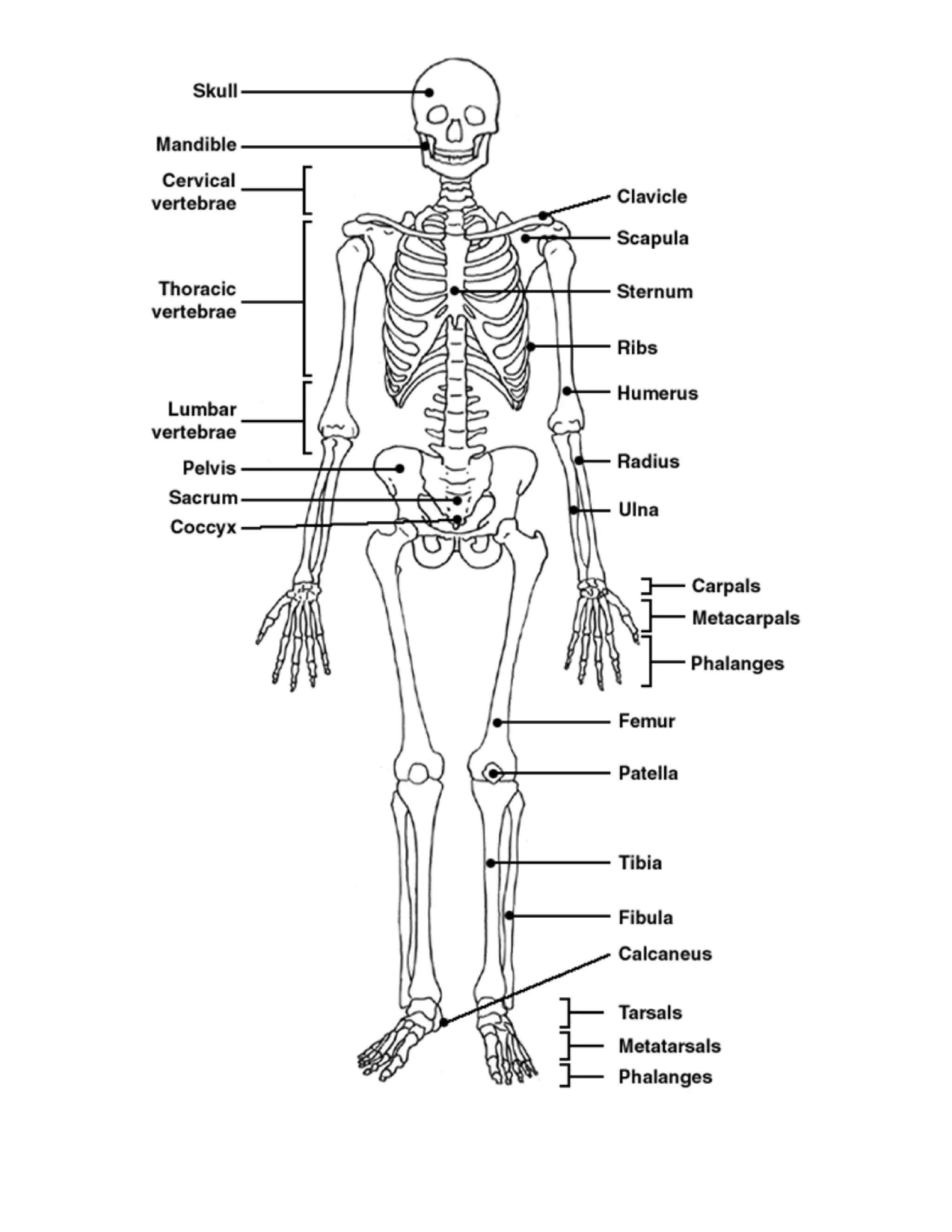 Anatomy unit 5 skeletal and muscular systems quiz #1 everything you ...