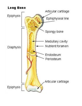 Anatomy unit 5 skeletal and muscular systems quiz #1 everything you ...