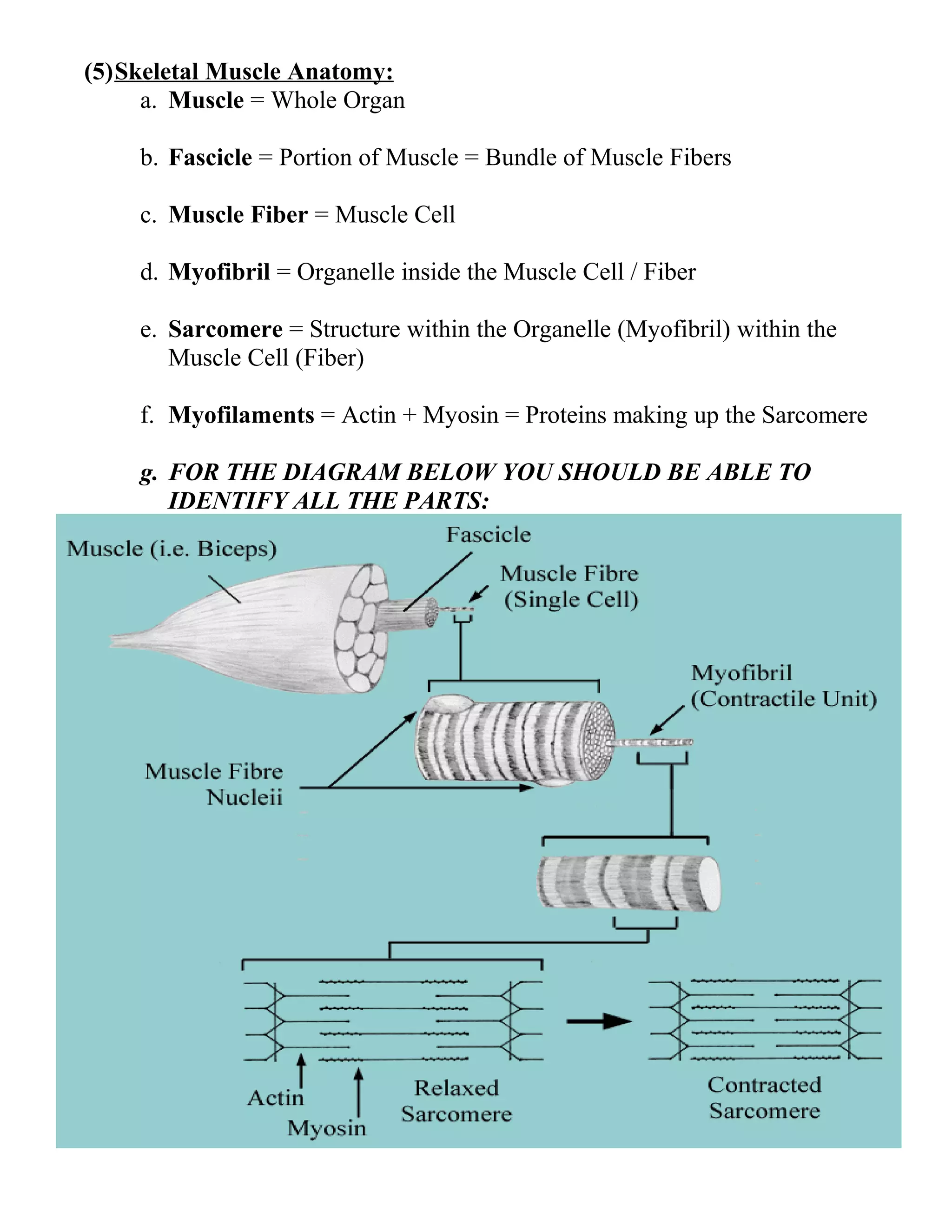 Anatomy unit 5 skeletal and muscular systems quiz #2 everything you ...
