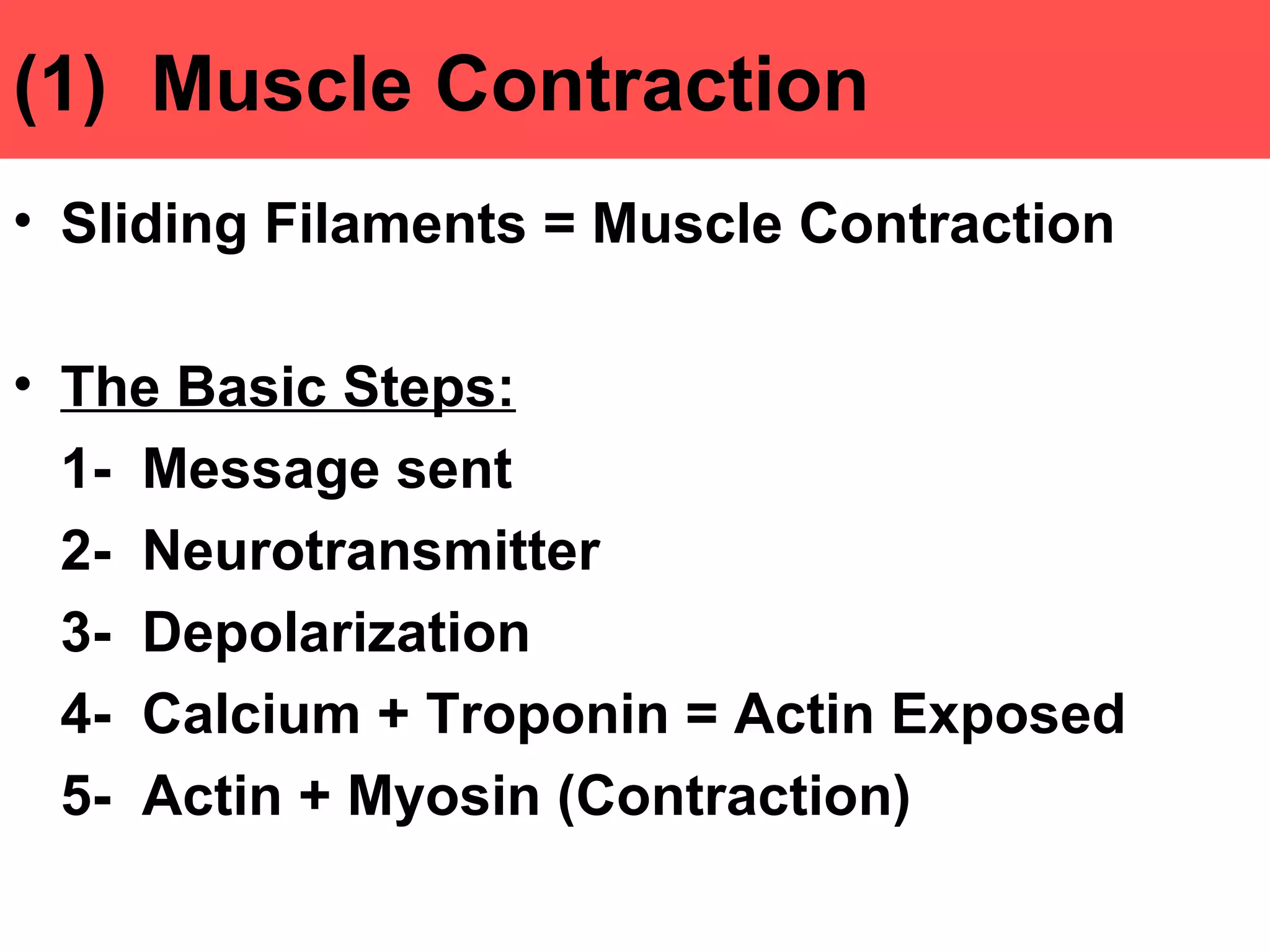 Anatomy unit 5 skeletal and muscular systems sliding filament theory ...