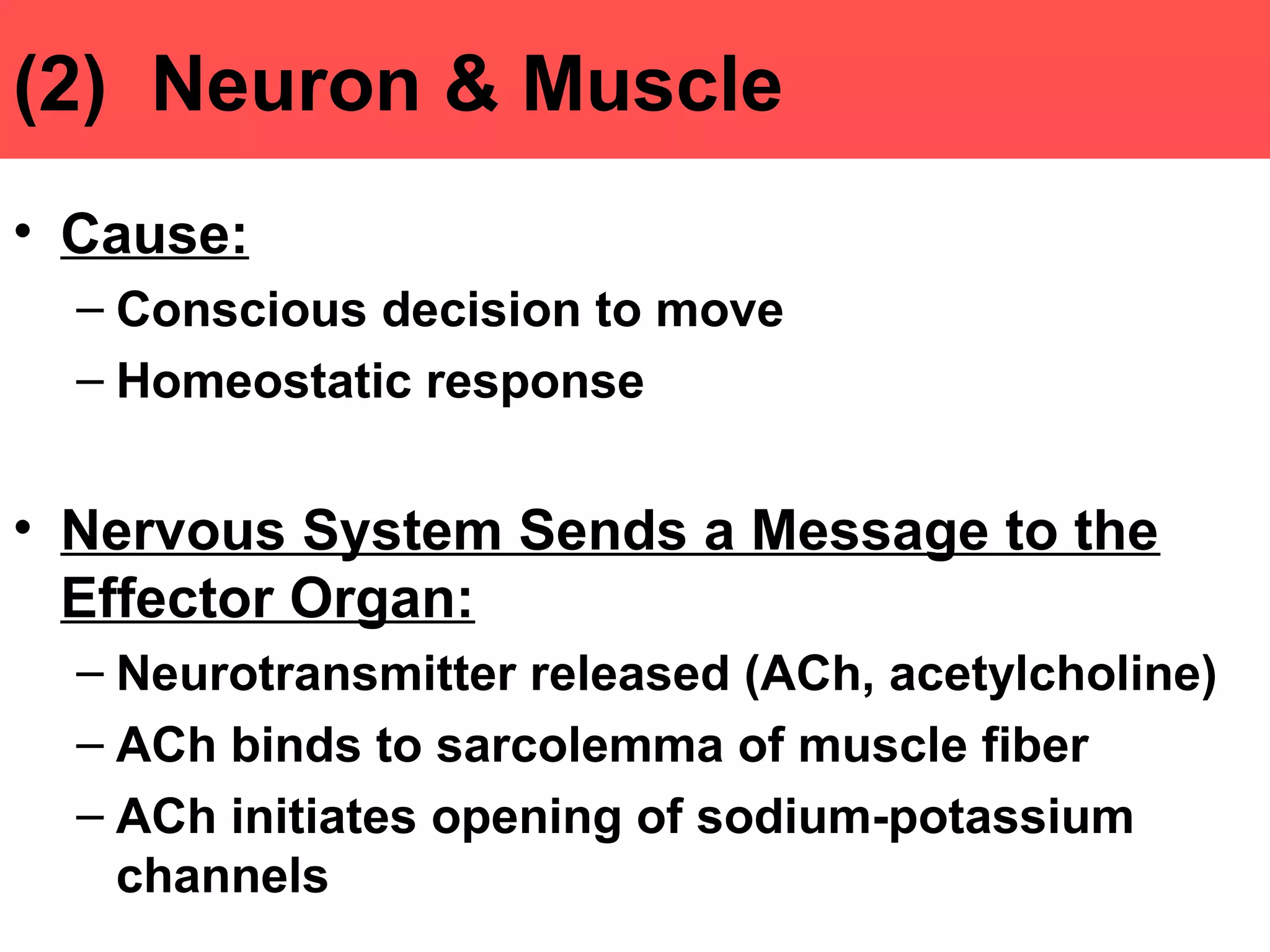 Anatomy unit 5 skeletal and muscular systems sliding filament theory ...