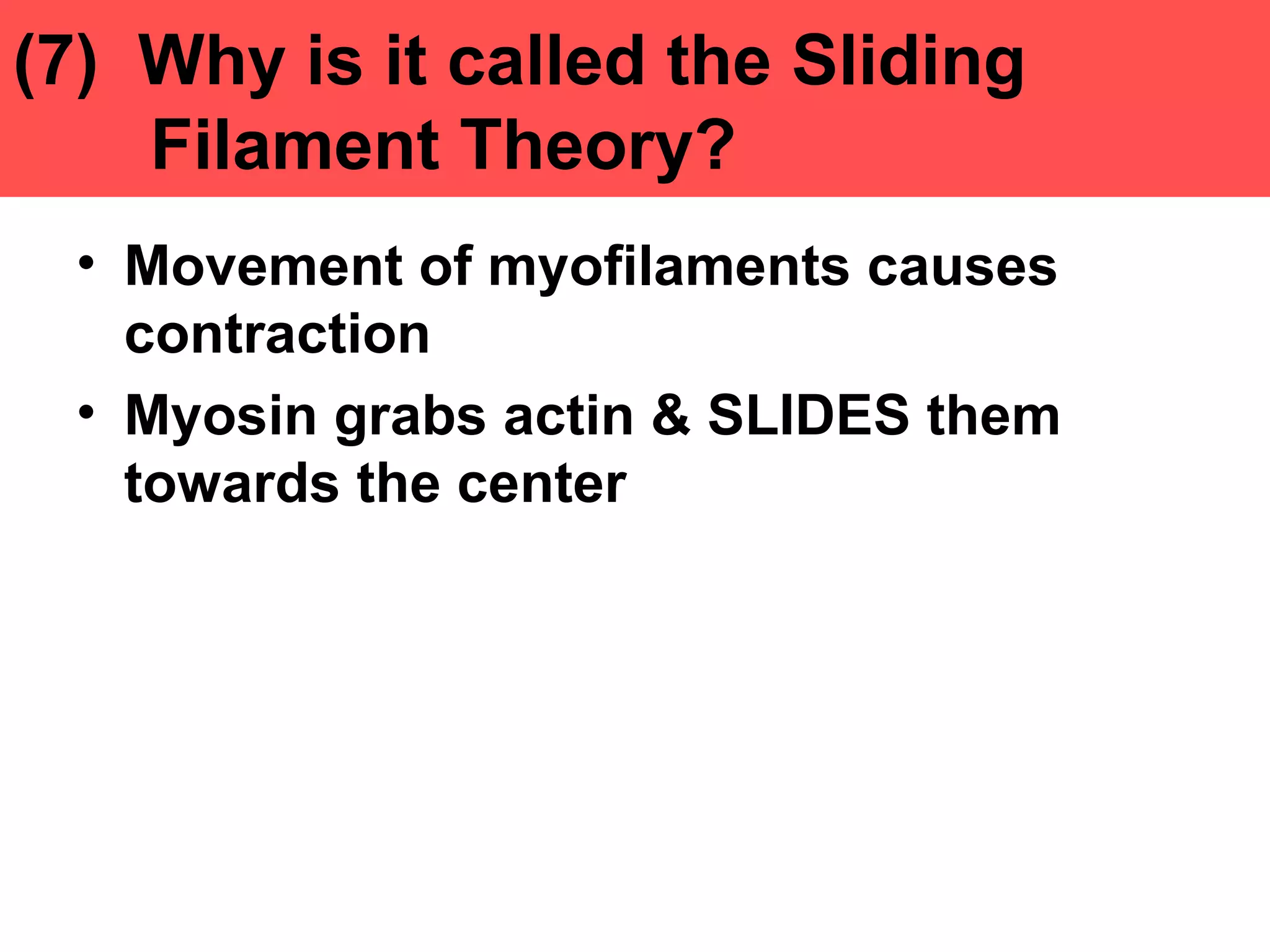 Anatomy unit 5 skeletal and muscular systems sliding filament theory ...
