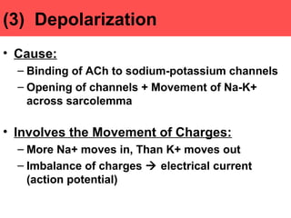 Anatomy unit 5 skeletal and muscular systems sliding filament theory ...