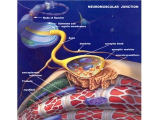 Anatomy unit 5 skeletal and muscular systems sliding filament theory ...