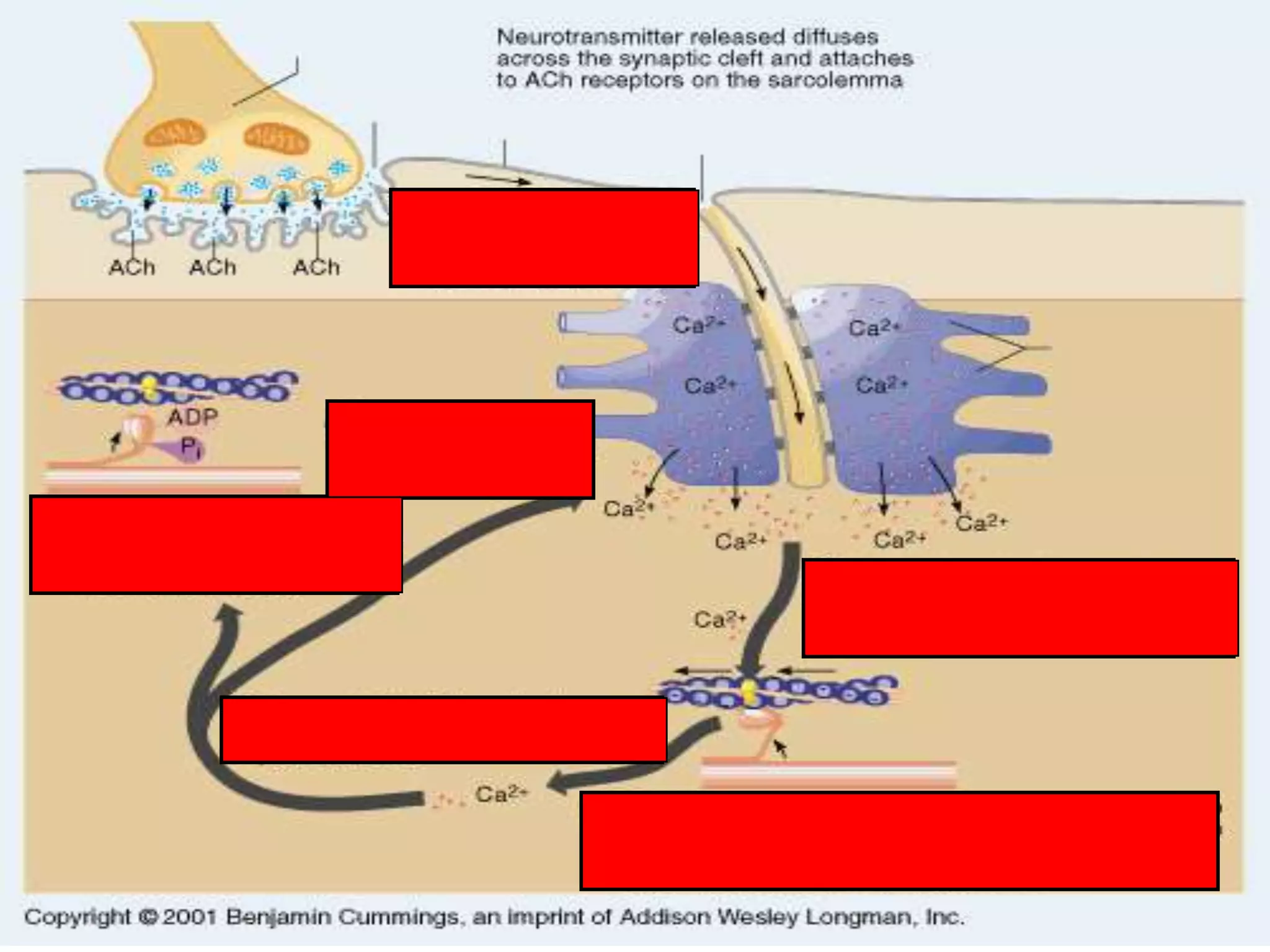 Anatomy unit 5 skeletal and muscular systems sliding filament theory ...