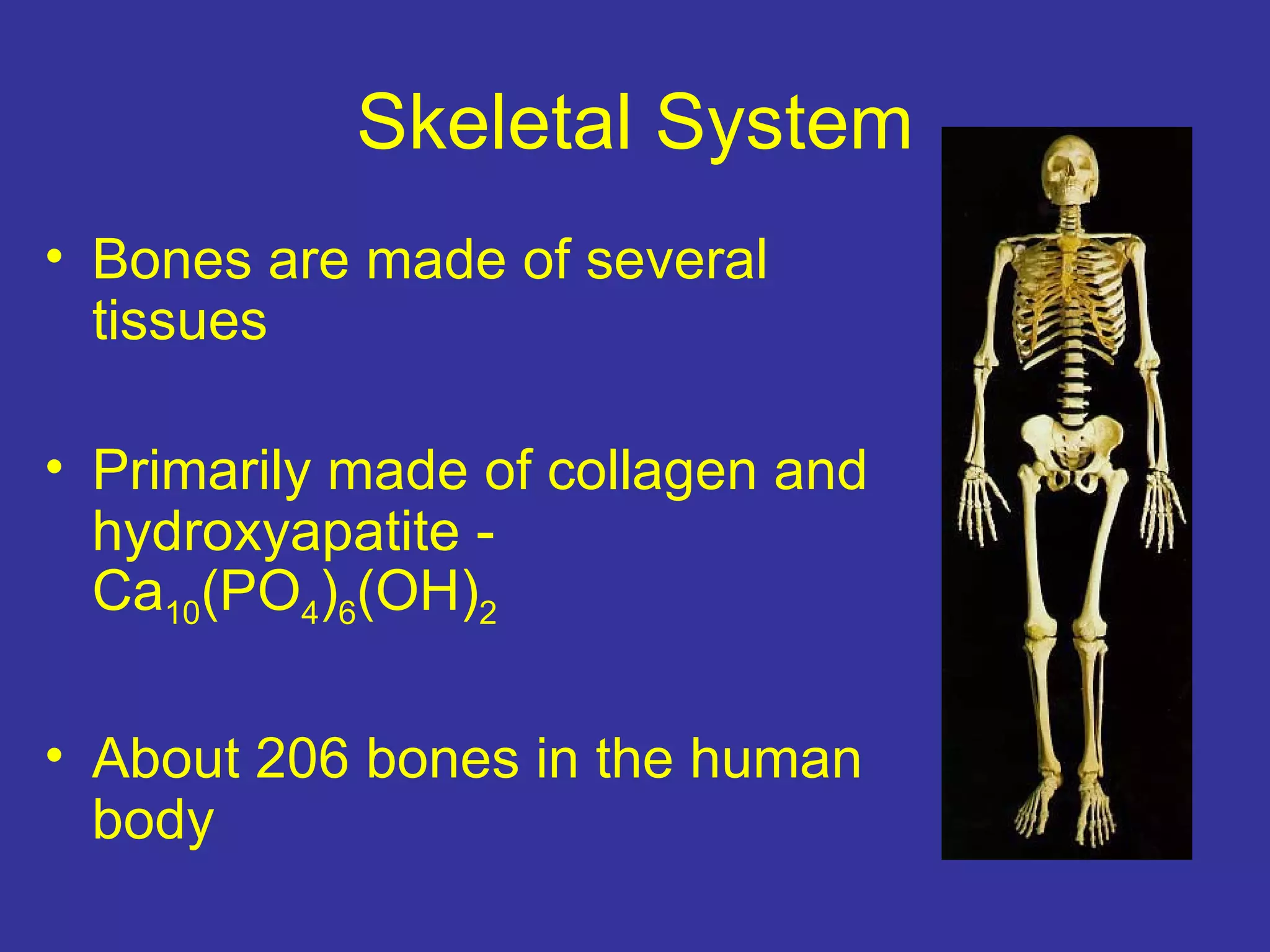 Anatomy unit 7 physiology of the skeletal system | PPT