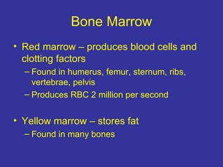 Anatomy unit 7 physiology of the skeletal system | PPT