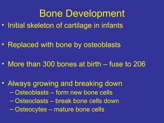 Anatomy unit 7 physiology of the skeletal system | PPT