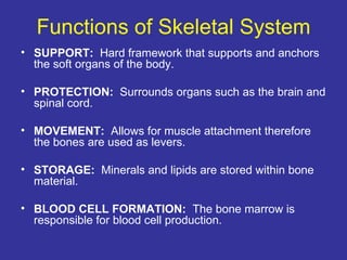 Anatomy unit 7 physiology of the skeletal system | PPT