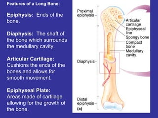 Anatomy unit 7 physiology of the skeletal system | PPT